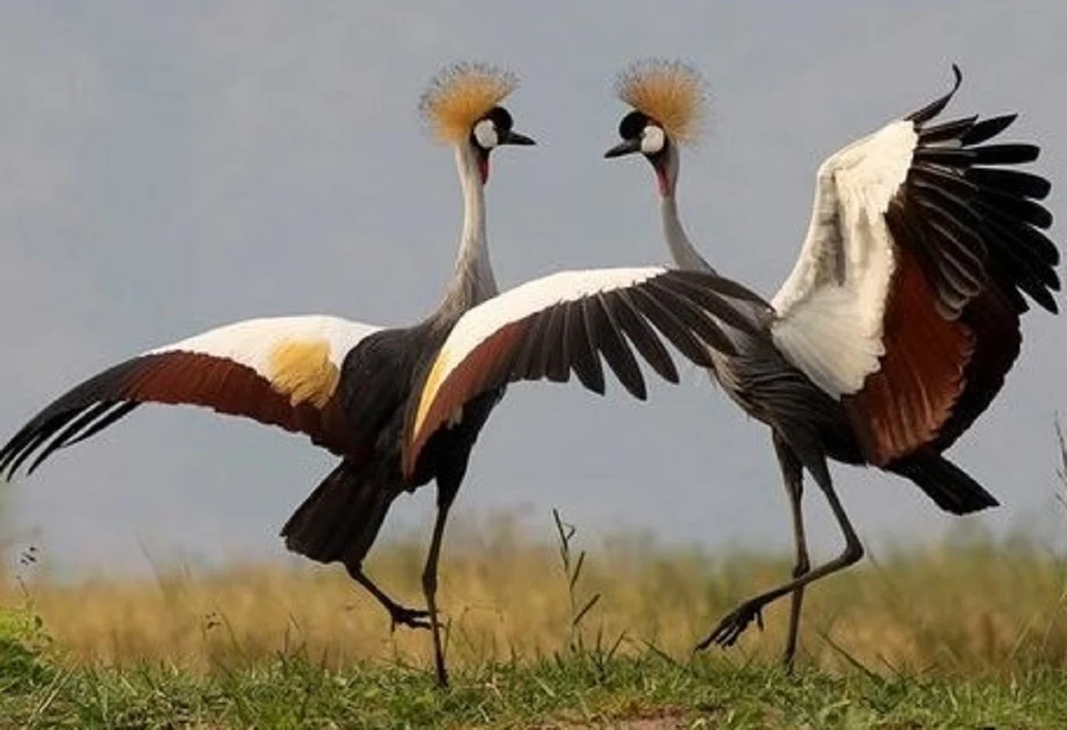 Sangat Anggun dan Cantik, 5 Fakta Menarik Burung Jenjang Mahkota ...