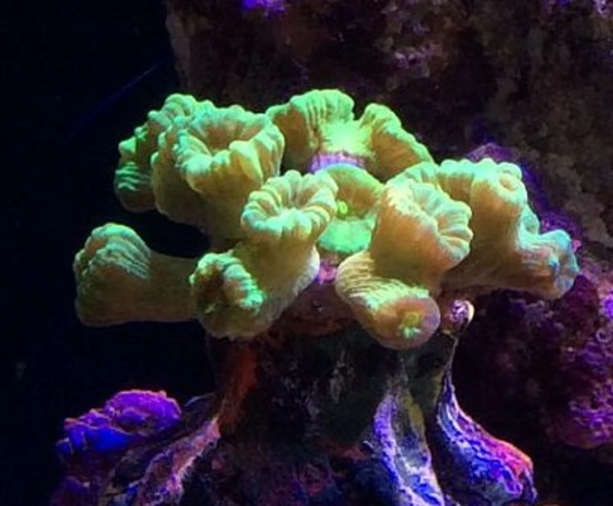 Sangat Indah, 5 Jenis Koral Terumbu Karang Air Laut, yang Membuat ...