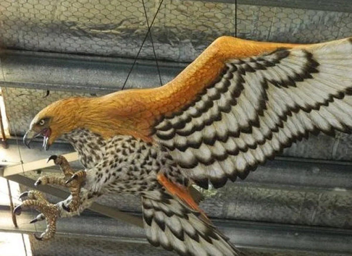 Bisa Membawa Manusia Terbang, 5 Fakta Menarik Burung Elang Haast, Sang ...