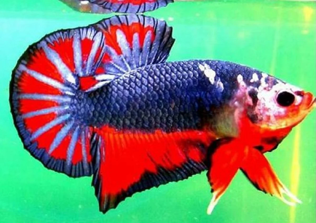 Sangat Populer Sekali dan Menjadi Incaran Para Penghobi, 7 Jenis Ikan ...