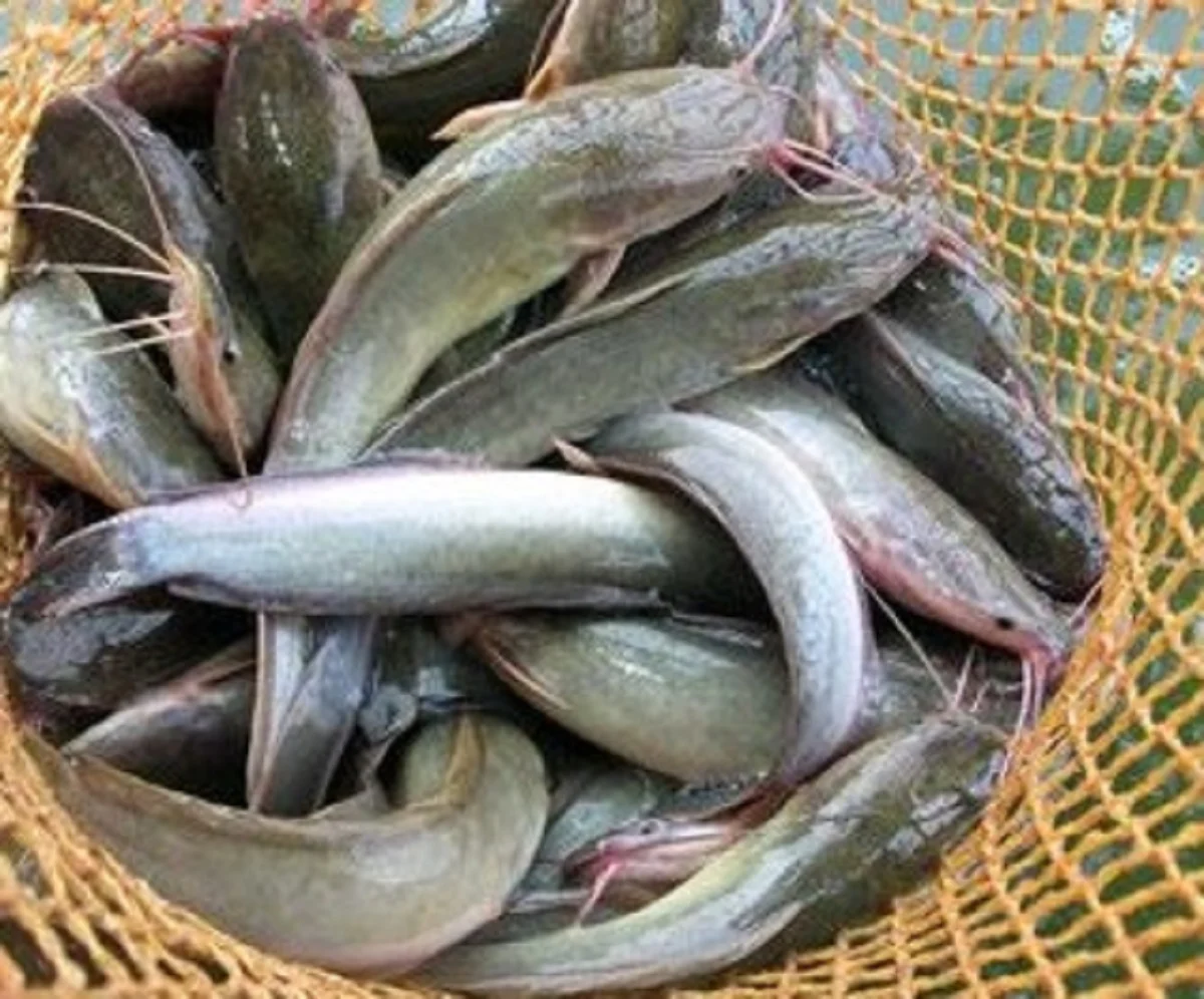5 Fakta Tentang Ikan Lele Jawa, Jenis Ikan Lele yang Tersebar di ...