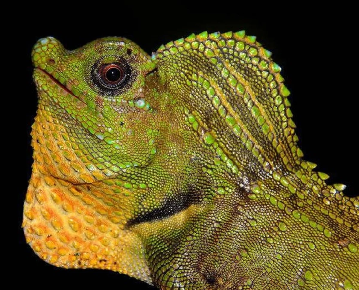 Sangat Unik Sekali, 5 Fakta Kadal Moncong Punuk, Kadal Endemik dari ...