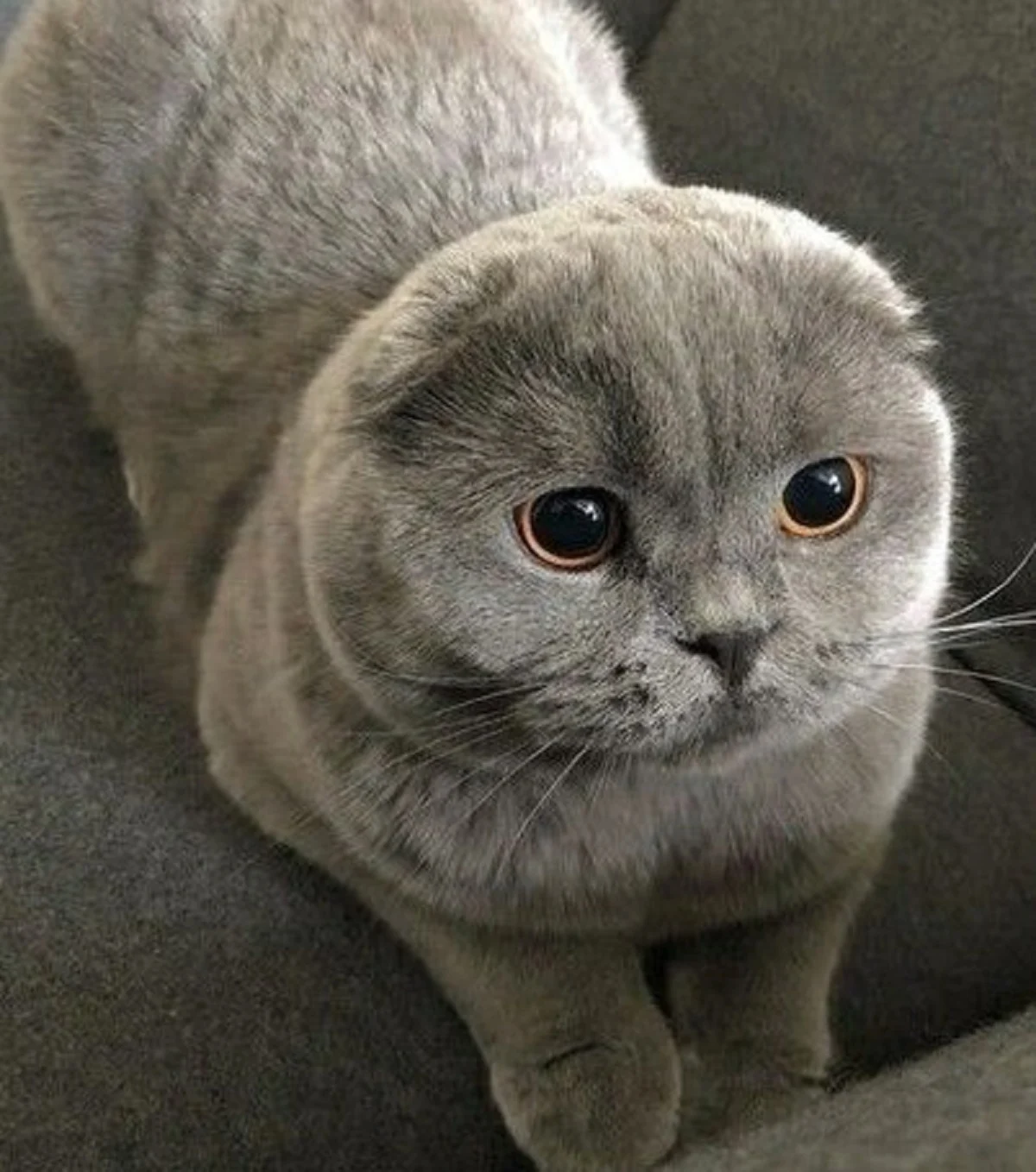 Menggemaskan, 5 Fakta Unik Kucing Scottish Fold, Si Gemoy Yang Memiliki ...