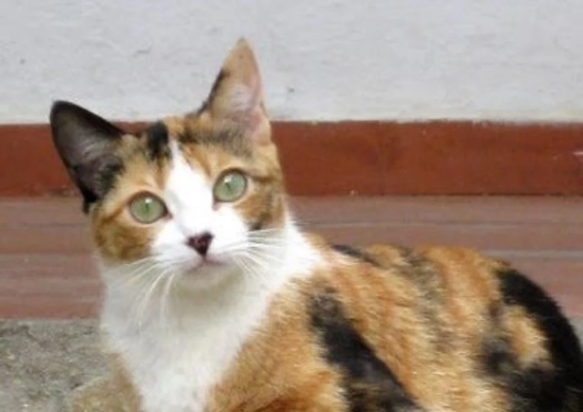 Tidak Kalah Menarik , 7 Jenis Kucing Kampung yang Bisa Dipelihara ...