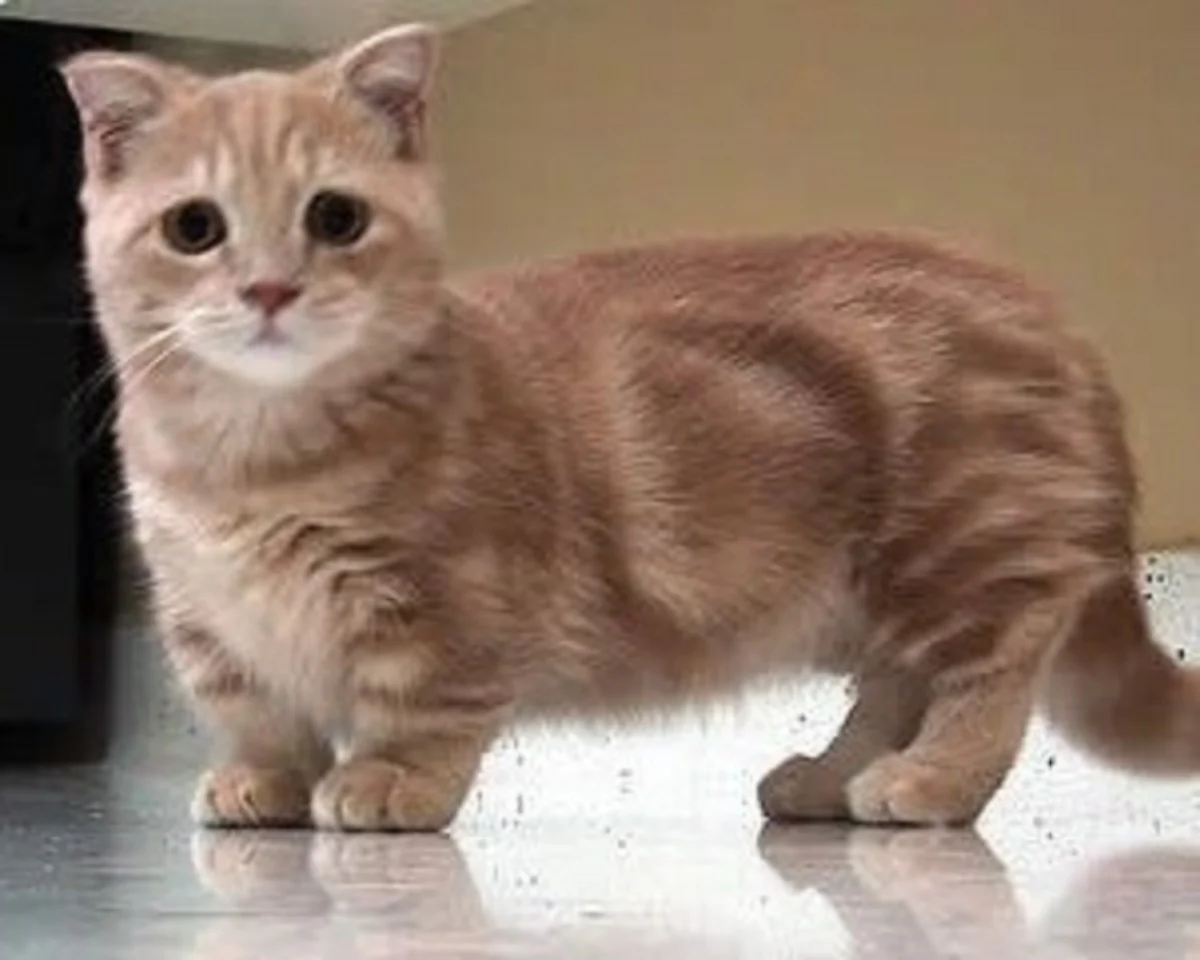 Gemoy, 5 Fakta Unik Kucing Muchkin, Si Cebol Menggemaskan Serta Penuh ...