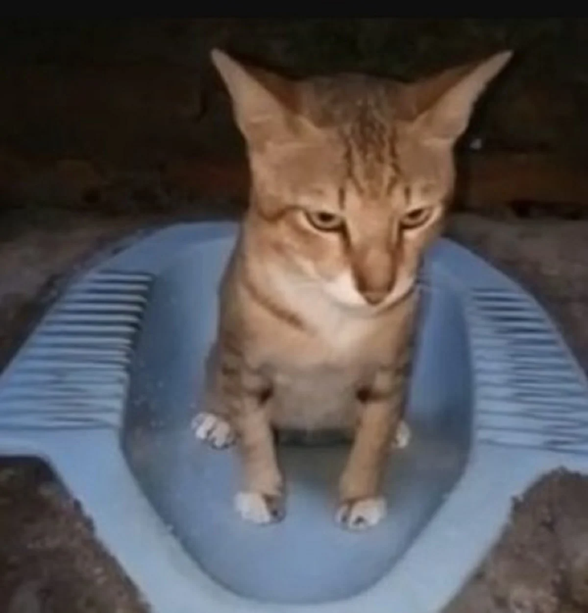 Belum Banyak diketahui, 3 Cara Memahami Bahasa Kucing, Agar Kamu Tahu ...