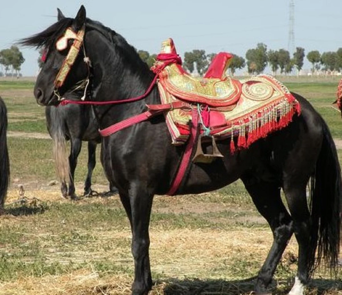 Tangguh dan Gagah, 5 Spesies Kuda yang Biasa digunakan Untuk Perang dan ...