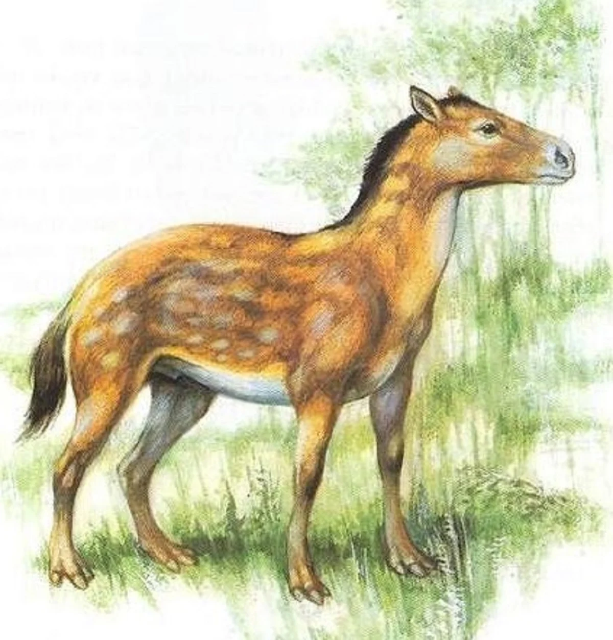 4 Spesies Kuda Purba yang Pernah ada dan hidup di Daratan Bumi Serta ...