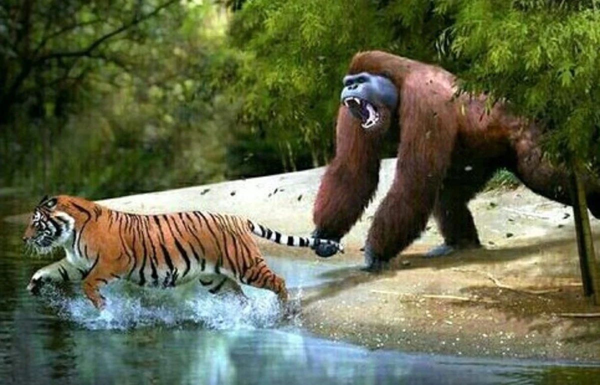 6 Fakta Mengenai Tentang Gigantopithecus, Primata Pra Sejarah yang ...