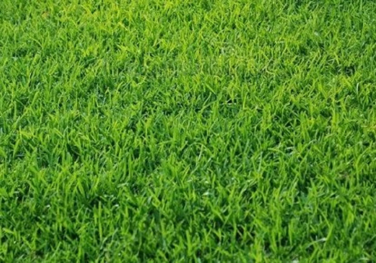 Sangat Cantik, 5 Jenis Tanaman Rumput Hias Untuk Taman Minimalis ...