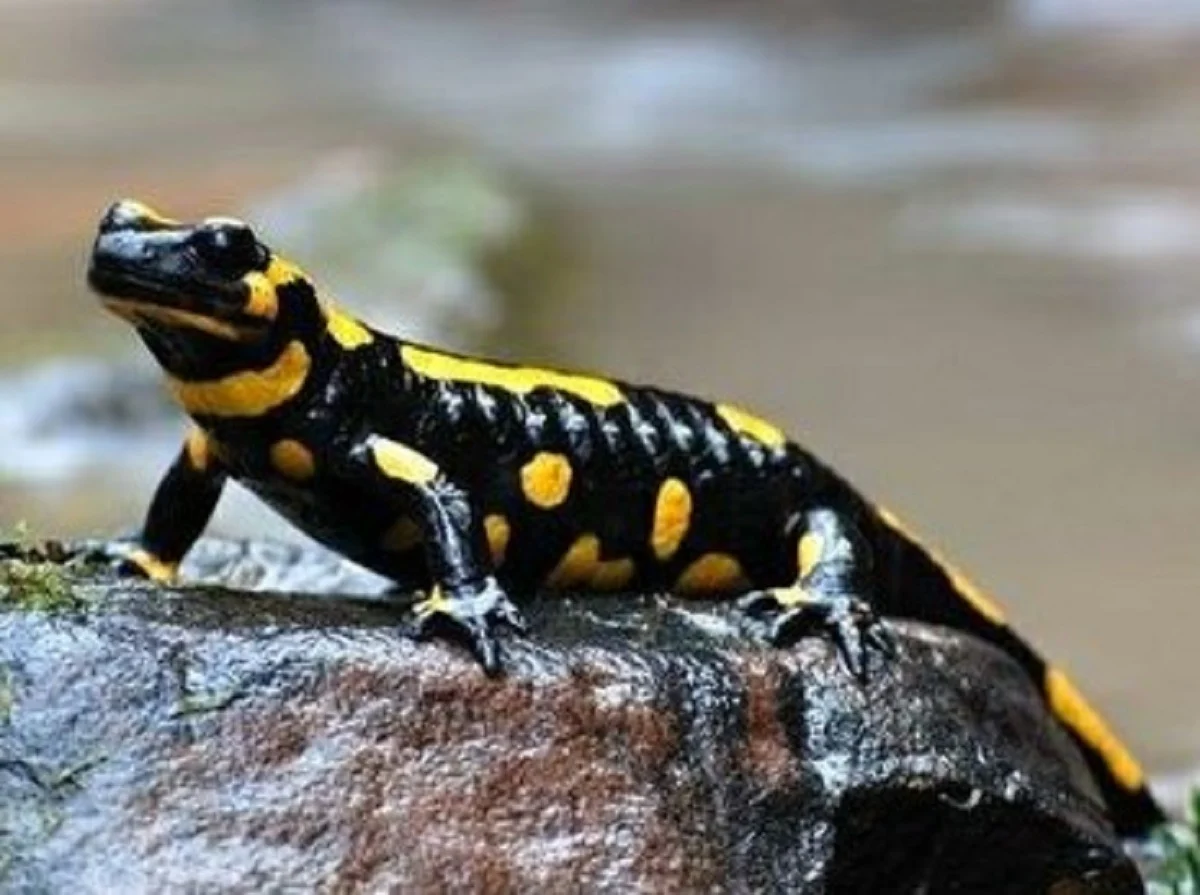 Sangat Unik dan Menarik, 5 Fakta Mengenai Tentang Lake Patzcuaro ...