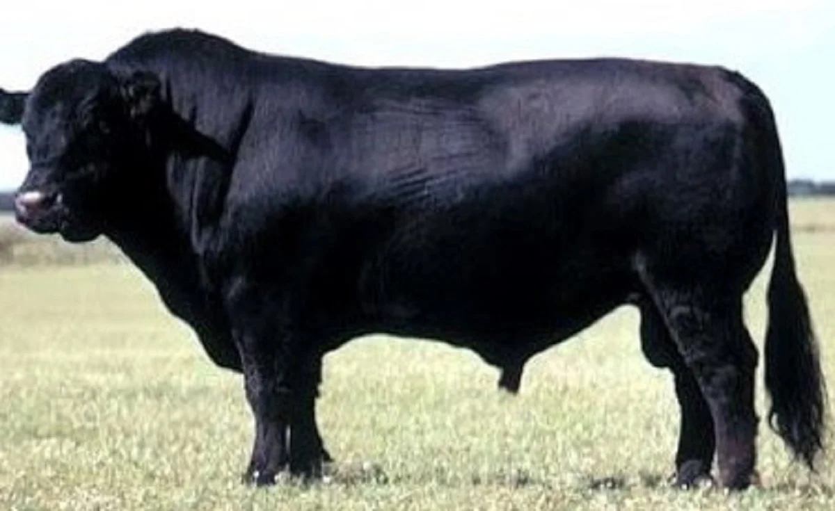 6 Jenis Sapi Australia yang Mungkin Belum Kamu Ketahui Sebelumnya ...