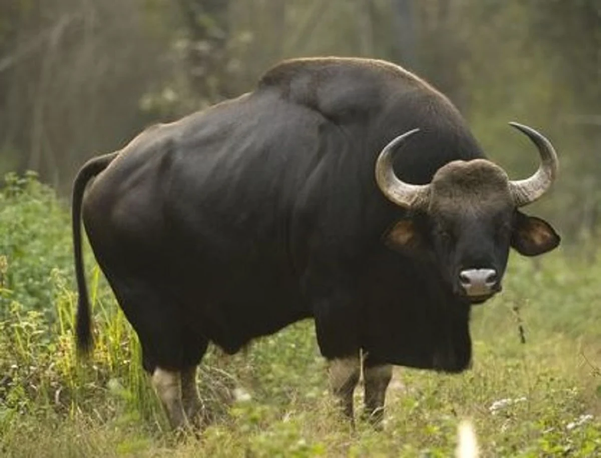 Mungkin Belum Kamu Ketahui, 6 Fakta Unik Sapi Gaur, Si Sapi Perkasa ...