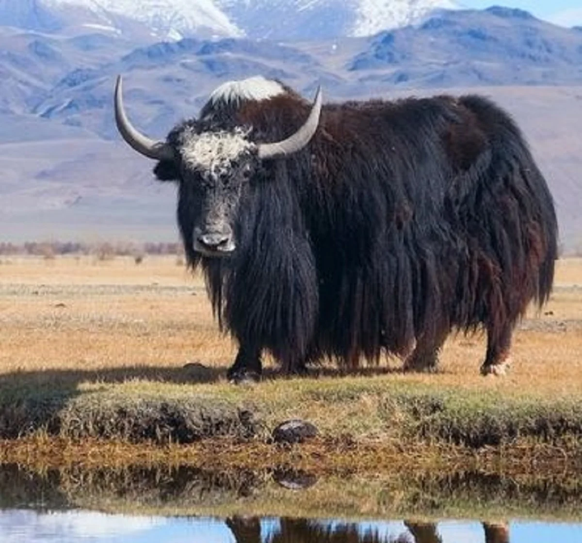 Memiliki Bulu yang Sangat Tebal, 5 Fakta Menarik Sapi Yak, Sapi Tangguh ...