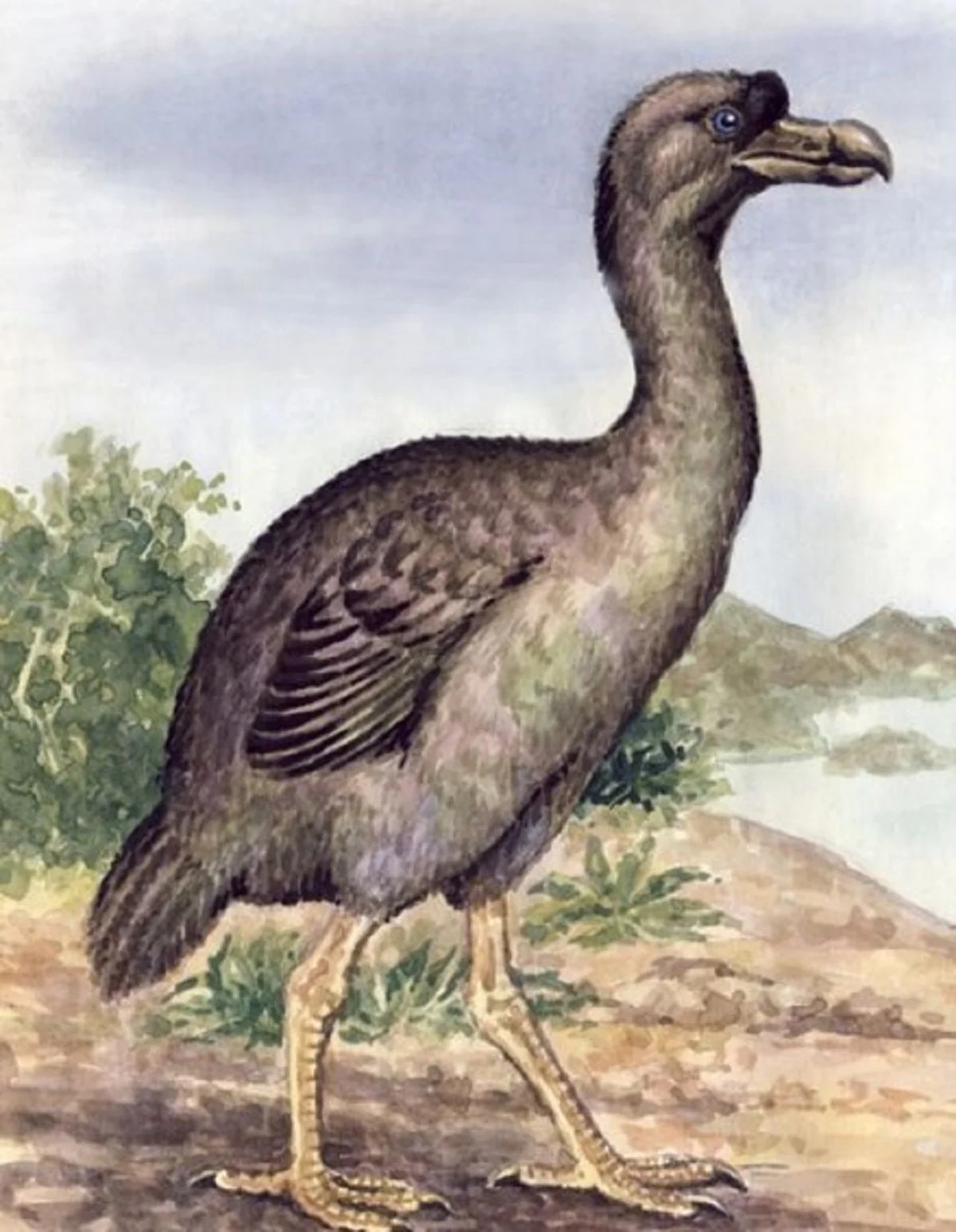 5 Fakta Tentang Rodrigues Solitaire yang Mungkin Belum Kamu Ketahui ...