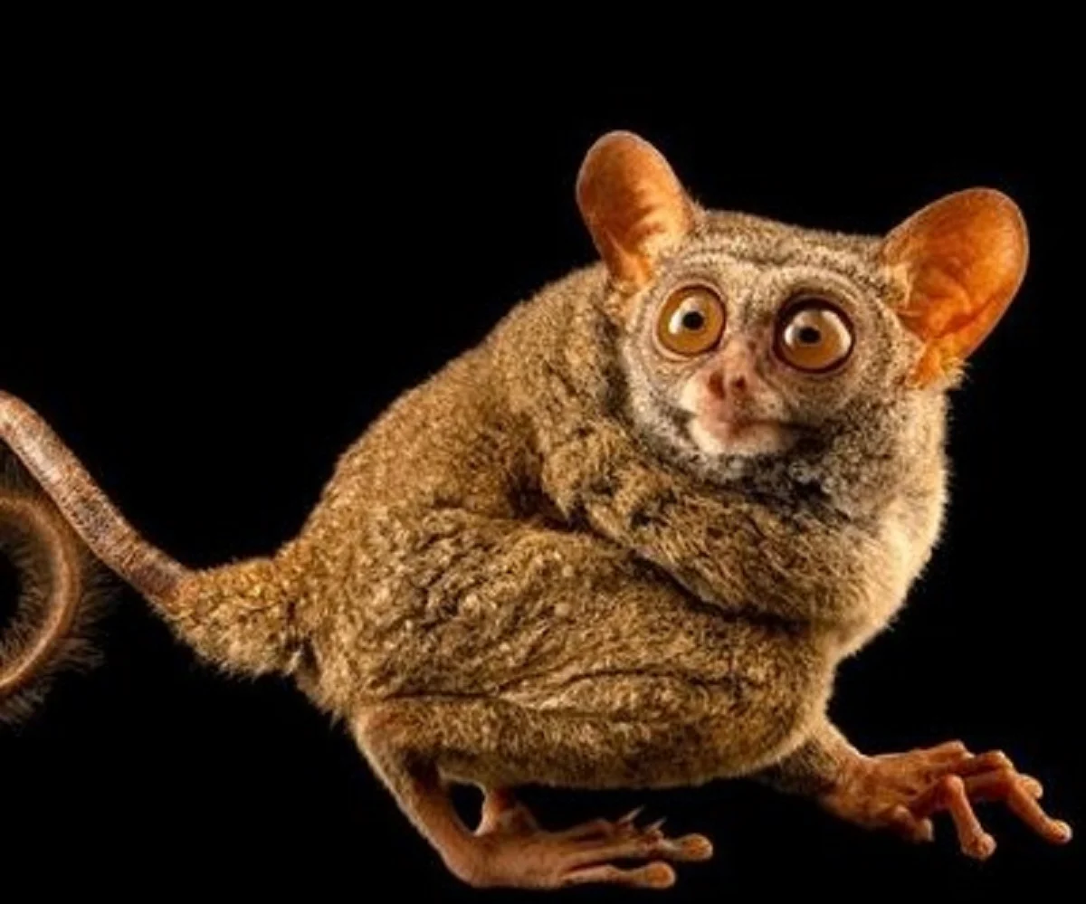 Memilki Mata yang Besar 5 Fakta Tentang Tarsius, Primata Terkecil di ...