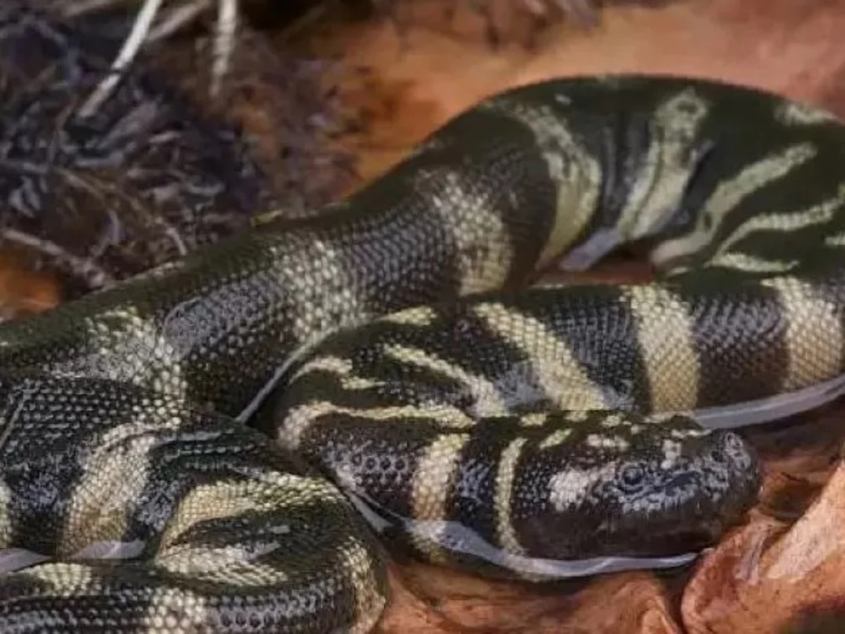 Terlihat Berbahaya ? 5 Fakta Menarik Ular Kadut Belang, Ular Air yang ...