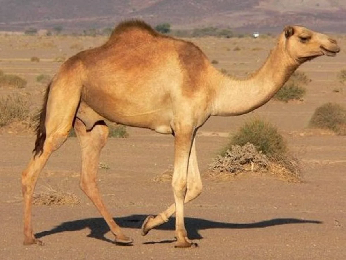 Memiliki Cadangan Lemak di Punuknya, 5 Fakta Menarik Unta, Hewan ...