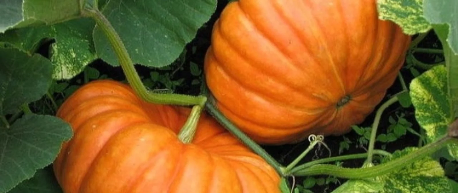 8 Manfaat Labu yang Kaya Nutrisi, Cocok untuk Diet! – Rakcer.ID