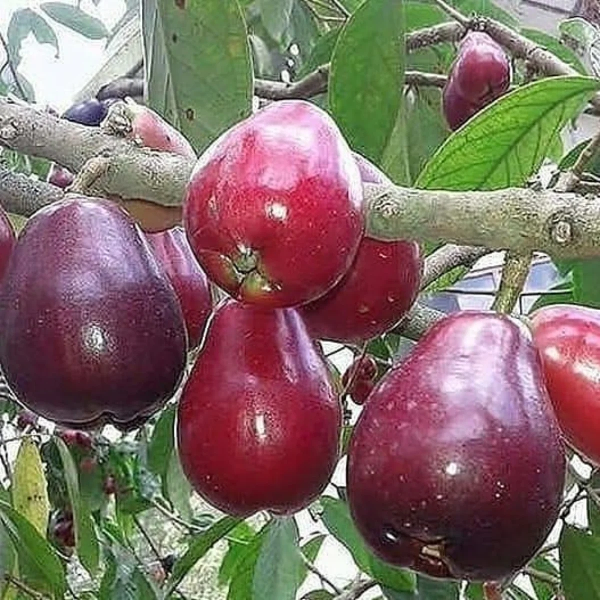 Wajib Tahu! Ini 7 Manfaat Jambu Jamaika untuk Kesehatan Tubuh yang ...