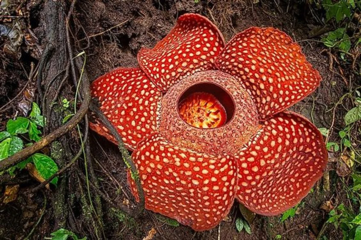 5 Tanaman Khas Papua yang Membuat Flora Indonesia Semakin Berwarna ...