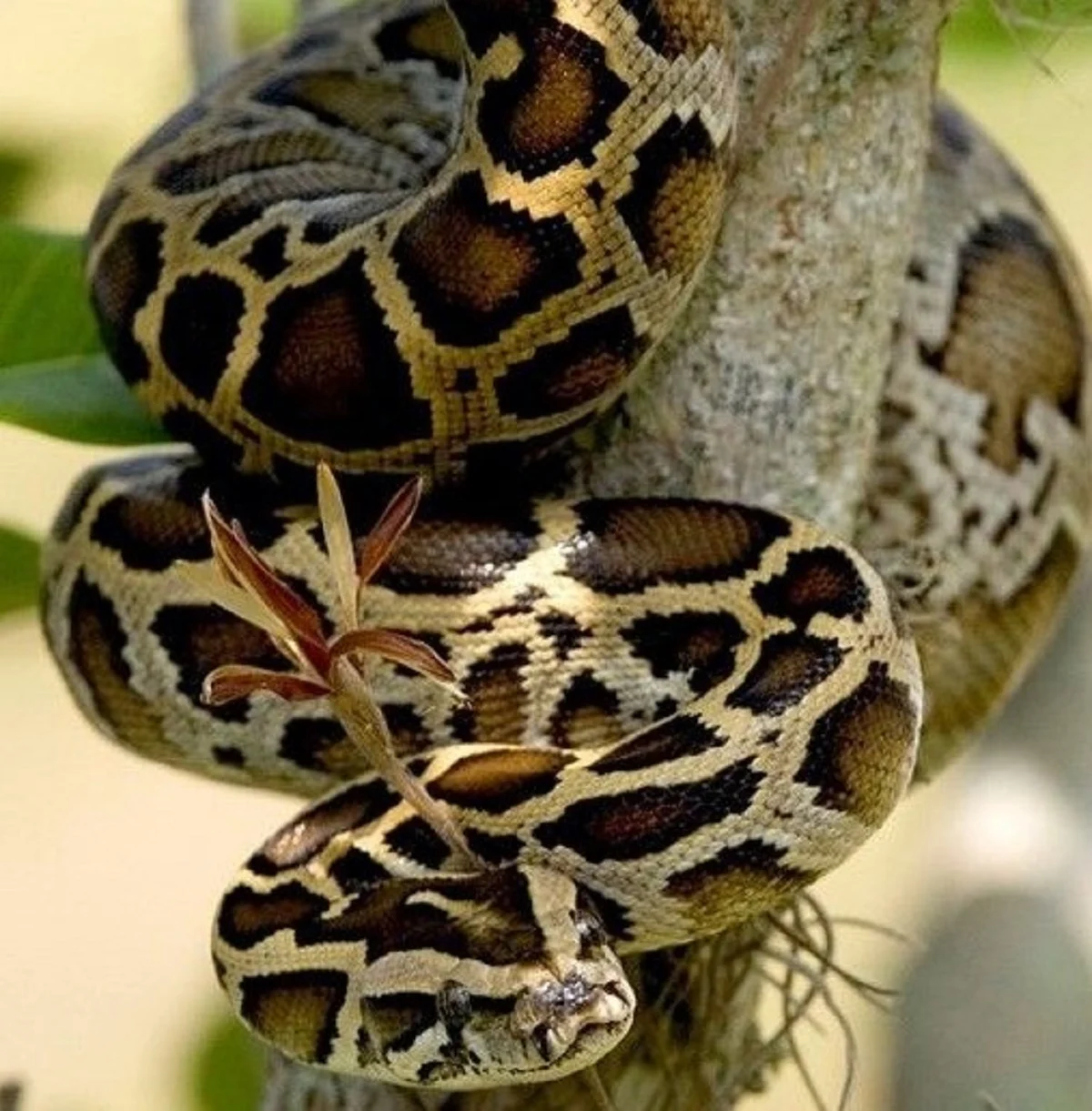 4 Fakta Menarik Tentang Ular Sanca Burma, Ular yang Memiliki Ukuran ...