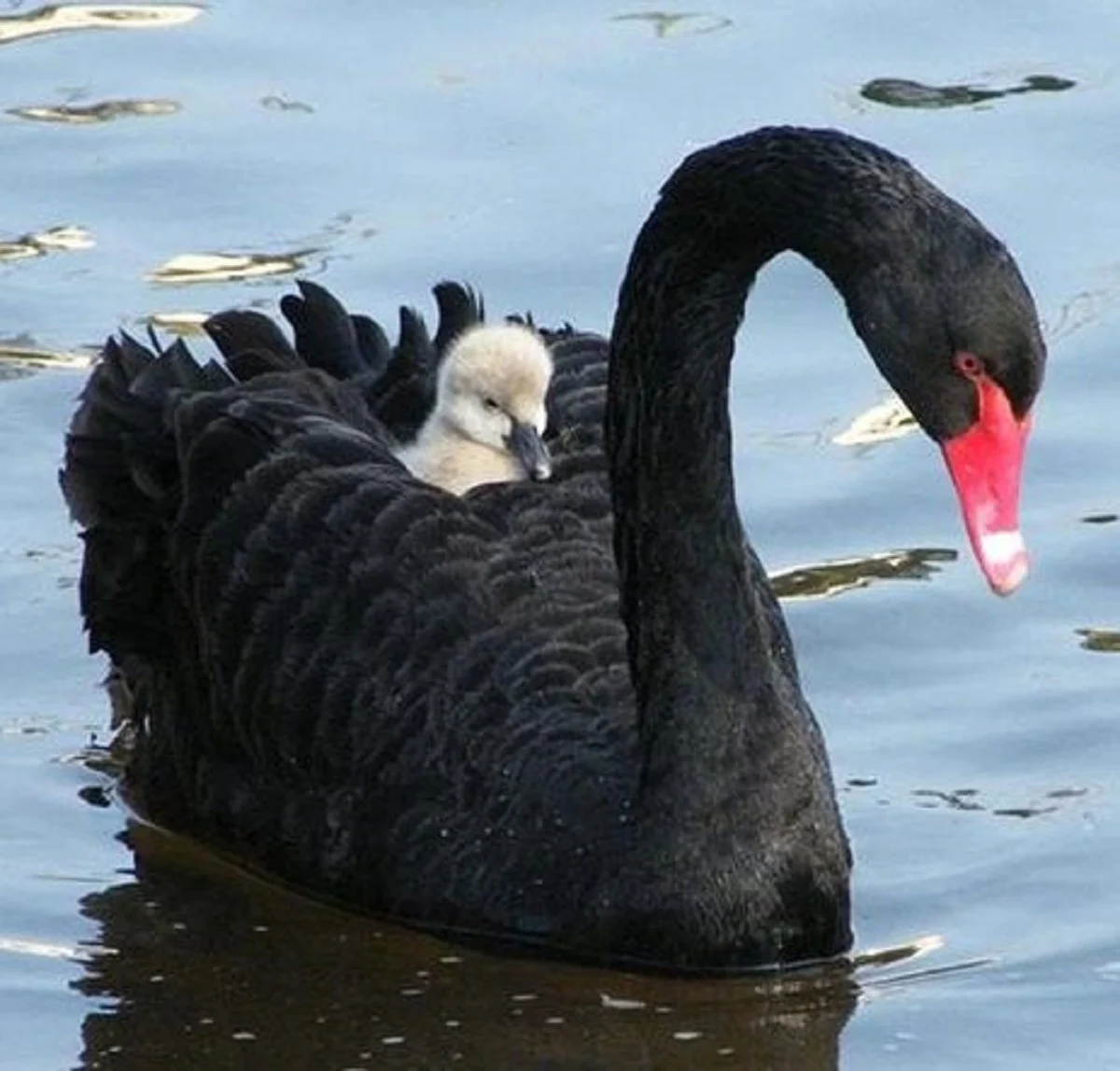 Berwarna Hitam, 6 Fakta unik Angsa Hitam, Angsa yang Berasal dari ...