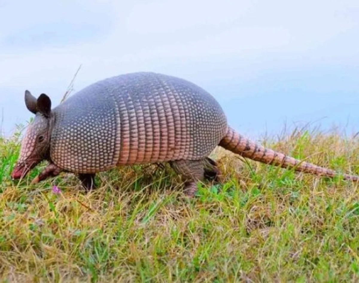 Hewan Berkaki 4 dan Sangat Unik Memiliki Cangkang, 5 Fakta Menarik Tentang Armadillo – Laman 2 ...