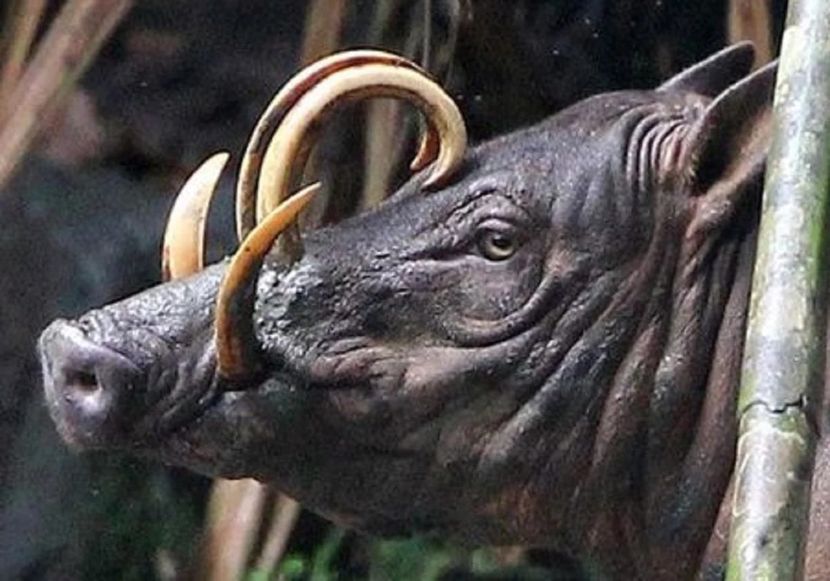 Mempunyai Taring yang Mencuat ke Atas, 6 Fakta Menarik Babi Rusa, Hewan ...