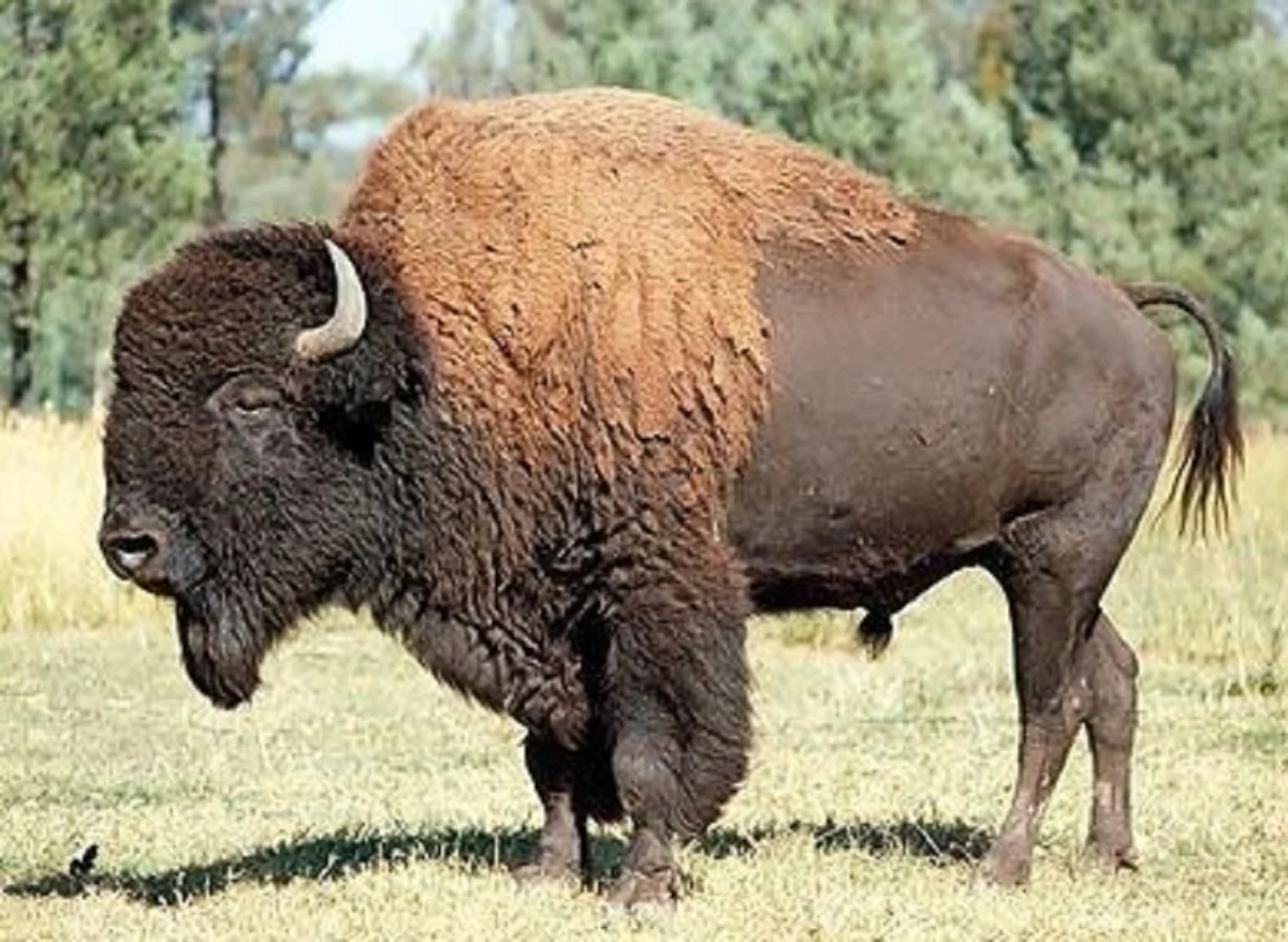 Hewan aman Nasional Yellowstone, 5 Fakta Menarik Bison, Hewan Terbesar ...