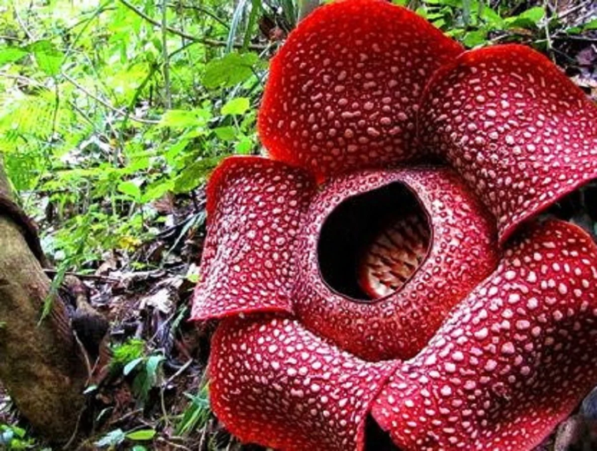 Dibalik Baunya Sangat Busuk, Ternyata Ini Manfaat Bunga Bangkai Bagi ...