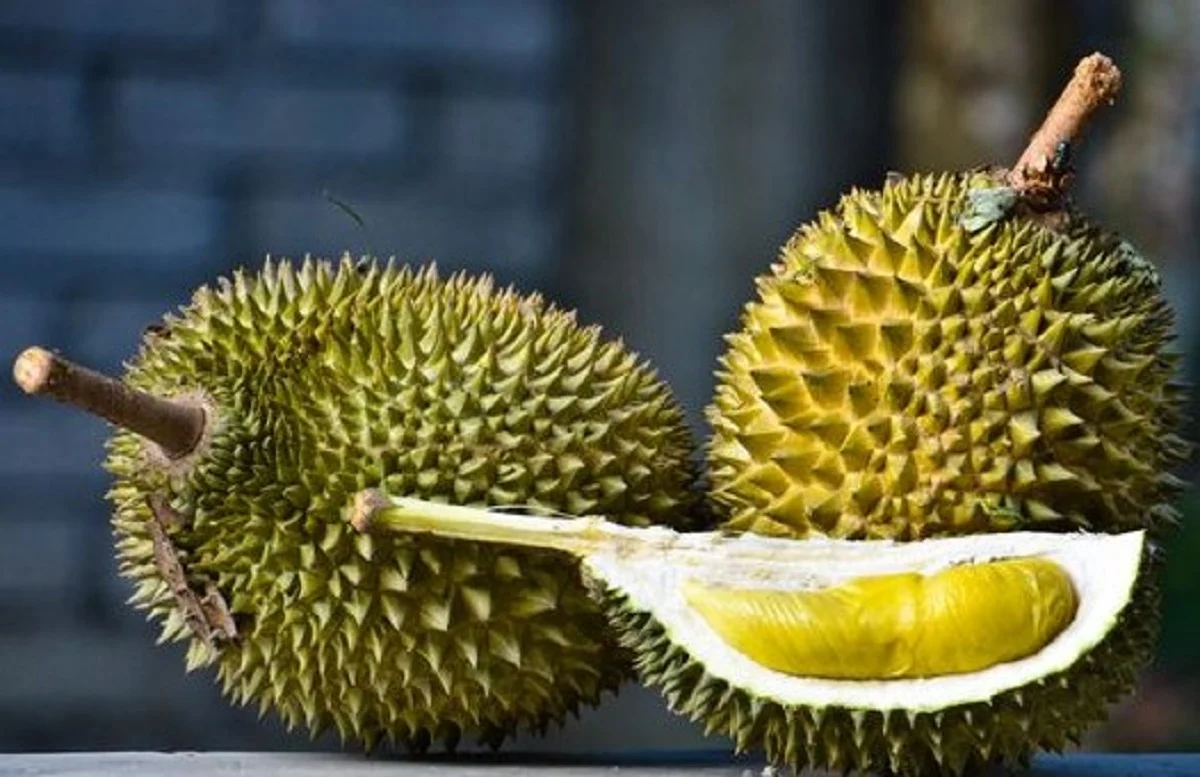 5 Fakta Tentang Durian, Si Raja Buah yang Sangat Digemari Oleh Semua Orang dan Memiliki Bau yang ...