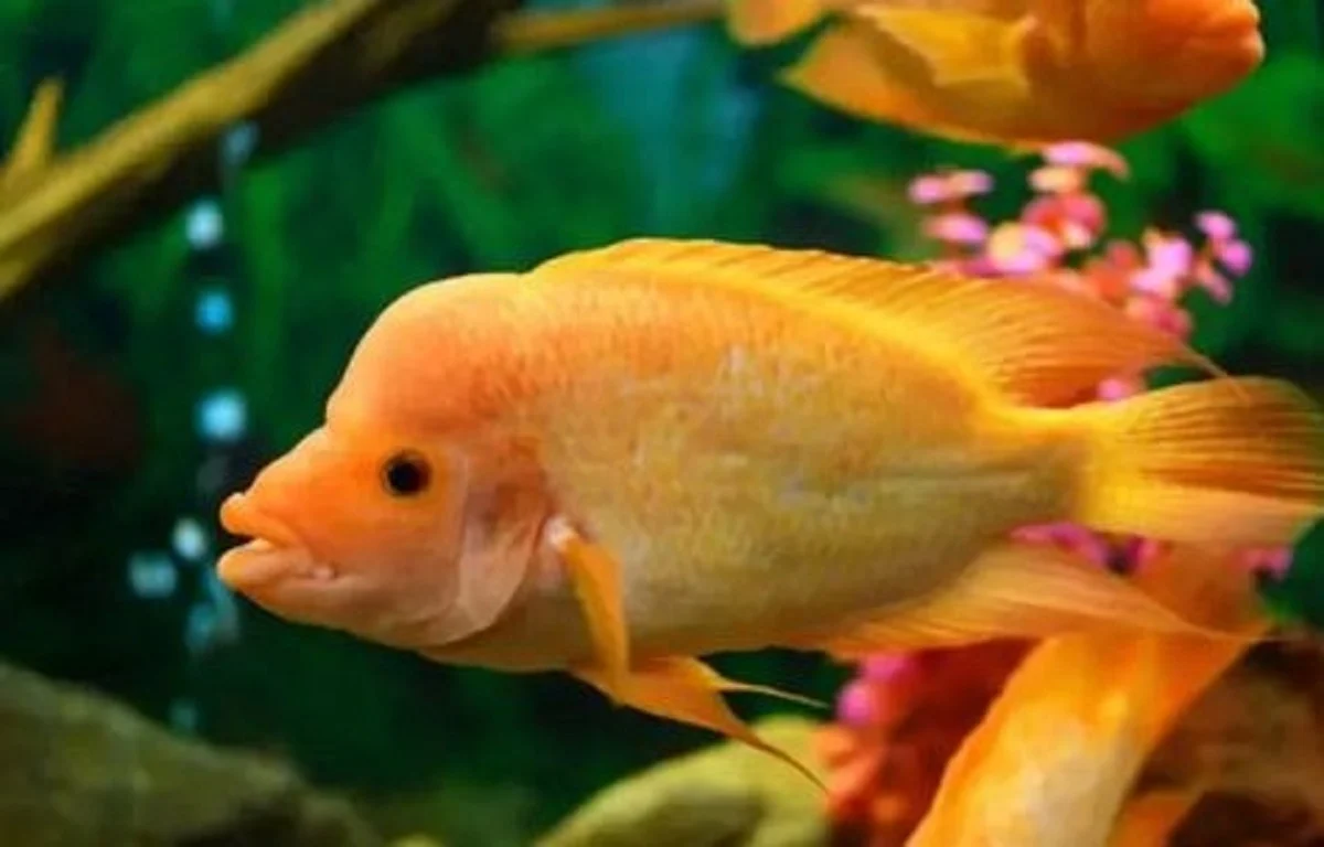 5 Fakta Ikan Red Devil, Ikan Invasif yang Sangat Banyak Ditemukan di ...