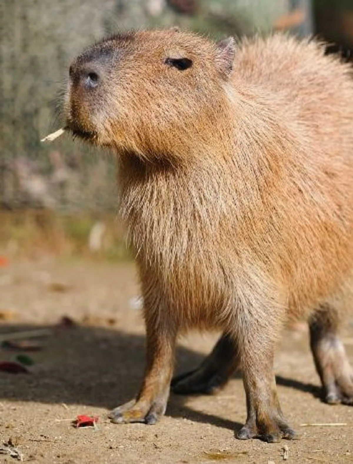 Berikut Adalah Pembahasan Tentang Kapibara Hewan Semi Akuatik dan Pemakan apa Saja, Apakah ada ...