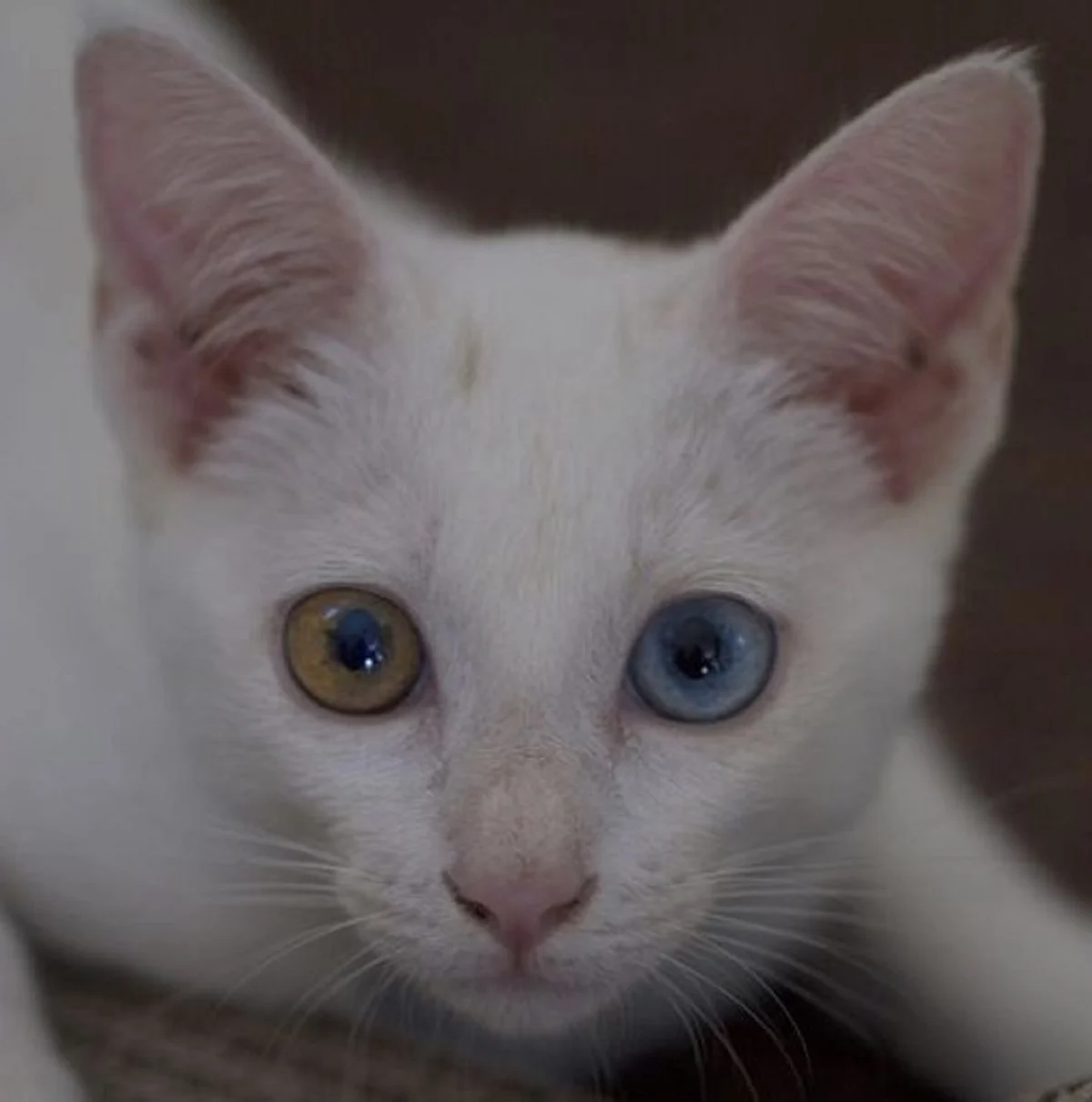 Sangat Langka Dan Sulit ? 4 Fakta menarik Kucing Odd Eyes, Si Manis ...