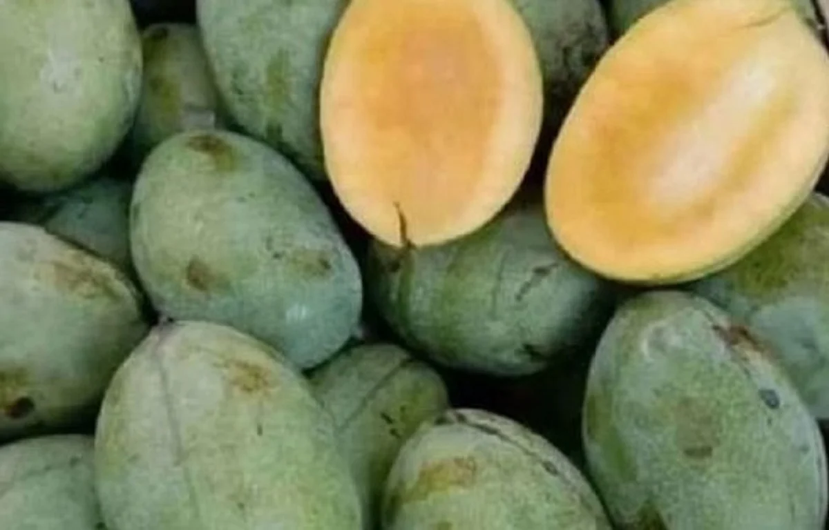 5 Jenis Buah Mangga Lokal yang Sangat Manis dan Juga Memiliki Rasa yang ...