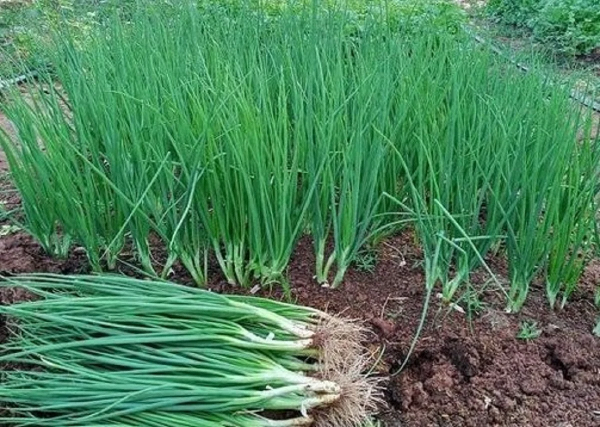 Cara Mudah dan Praktis dalam Menanam Daun Bawang dengan Benar : Untuk ...