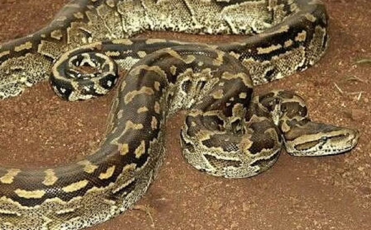 Bisa Memiliki Tubuh yang Sangat Besar, 5 Fakta Tentang Python Sebae ...