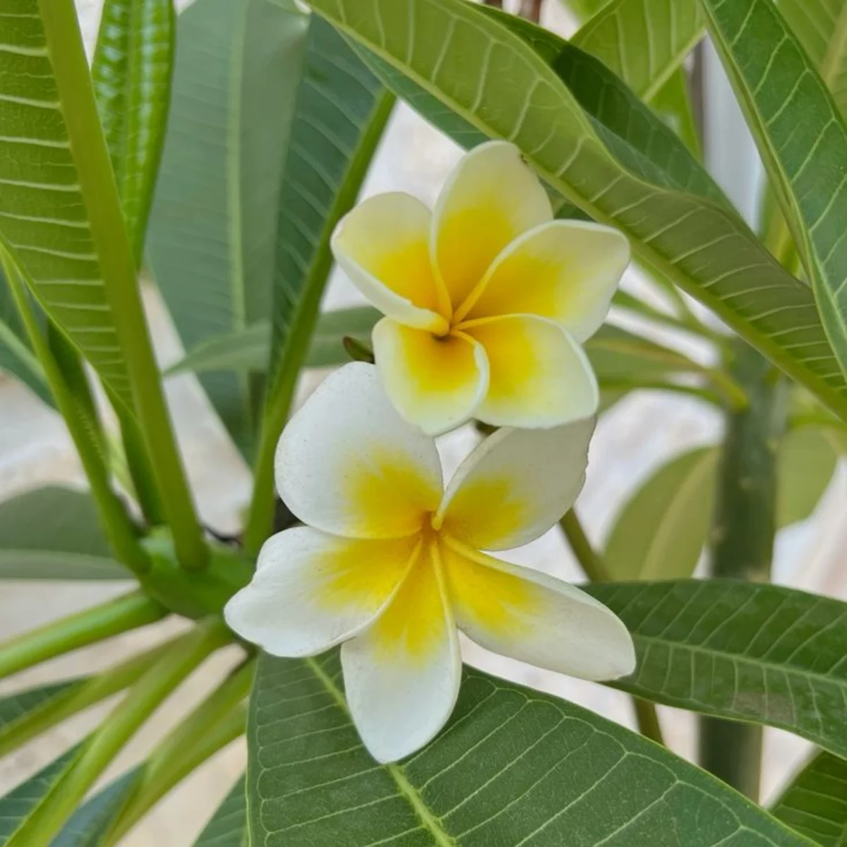 5 Jenis Bunga yang Cocok Ditanam Saat Musim Hujan Bulan Desember ...