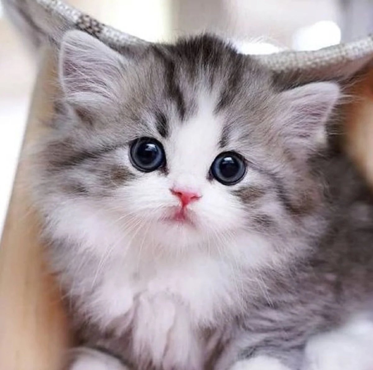 5 Fakta Anak Kucing, Yang Sangat Menggemaskan dan Tidak Bisa Jauh Dari ...