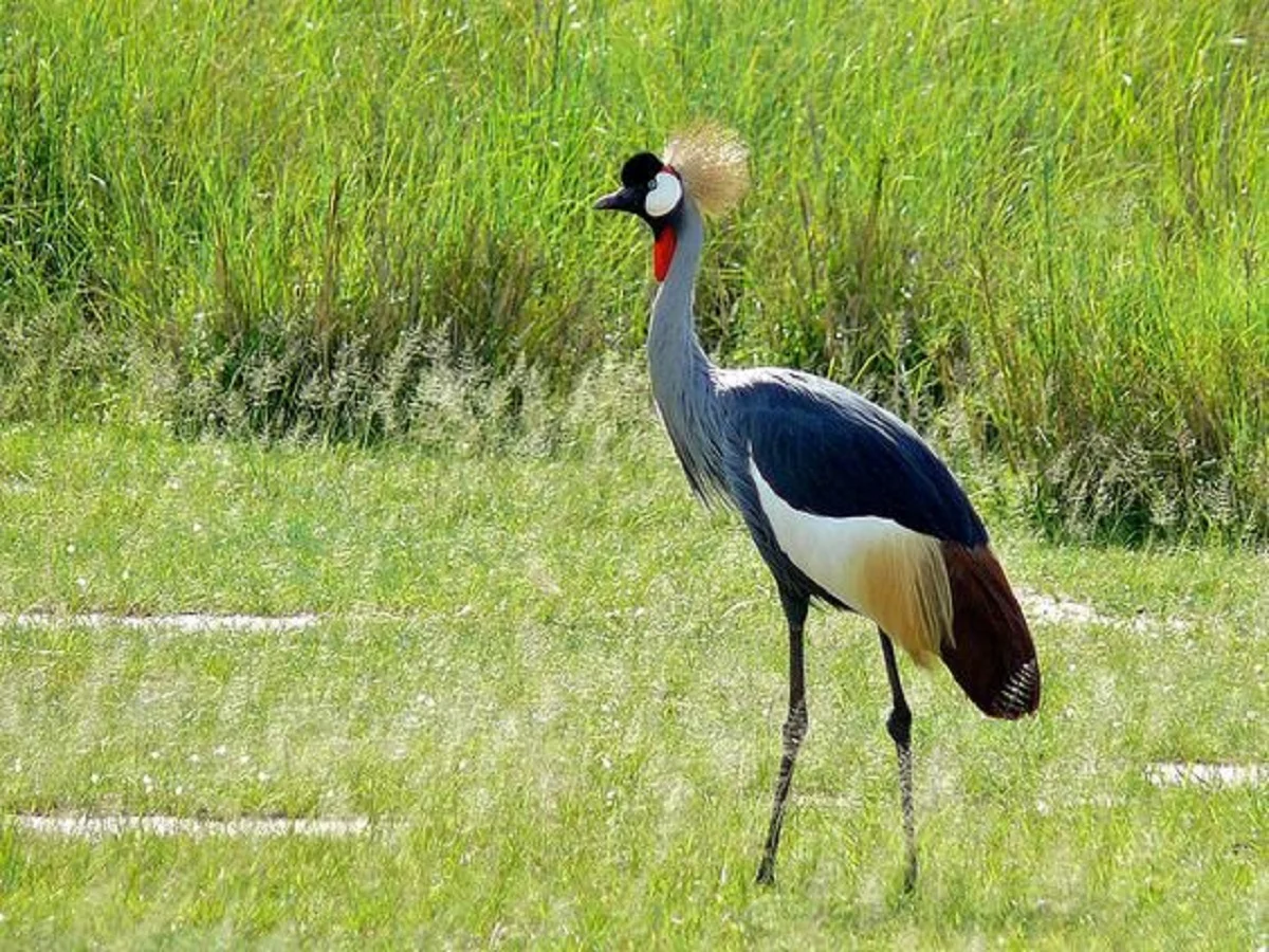 5 Fakta Menarik Burung Jenjang Mahkota, yang Keberadaannya Terancam ...