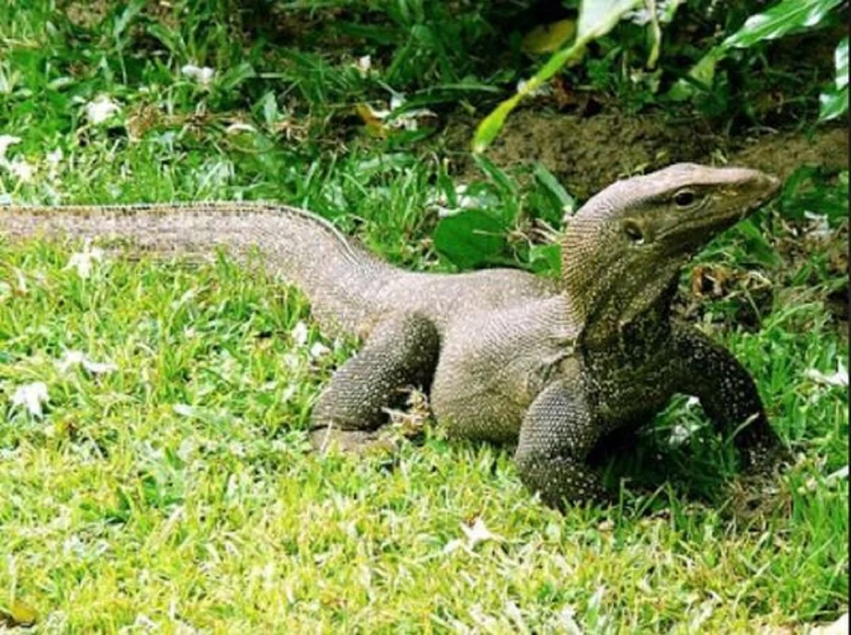 Fakta Menarik Tentang Biawak Jenis Reptil yang Sangat Besar – Rakcer.ID