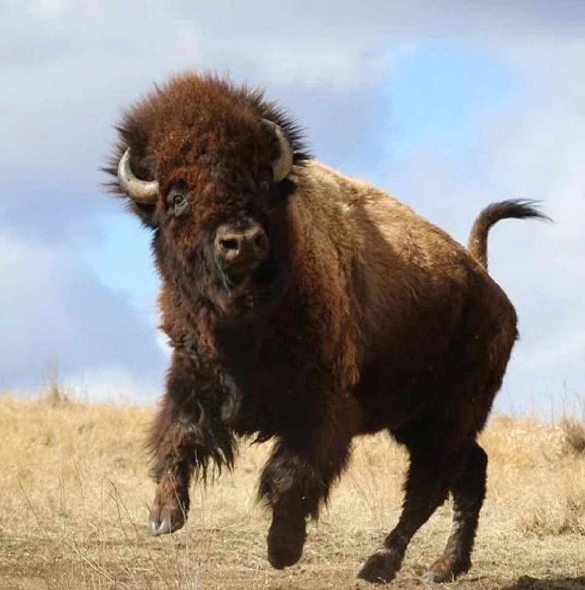 5 Fakta Tentang Bison, Hewan Terbesar yang Berasal dari Amerika Utara ...