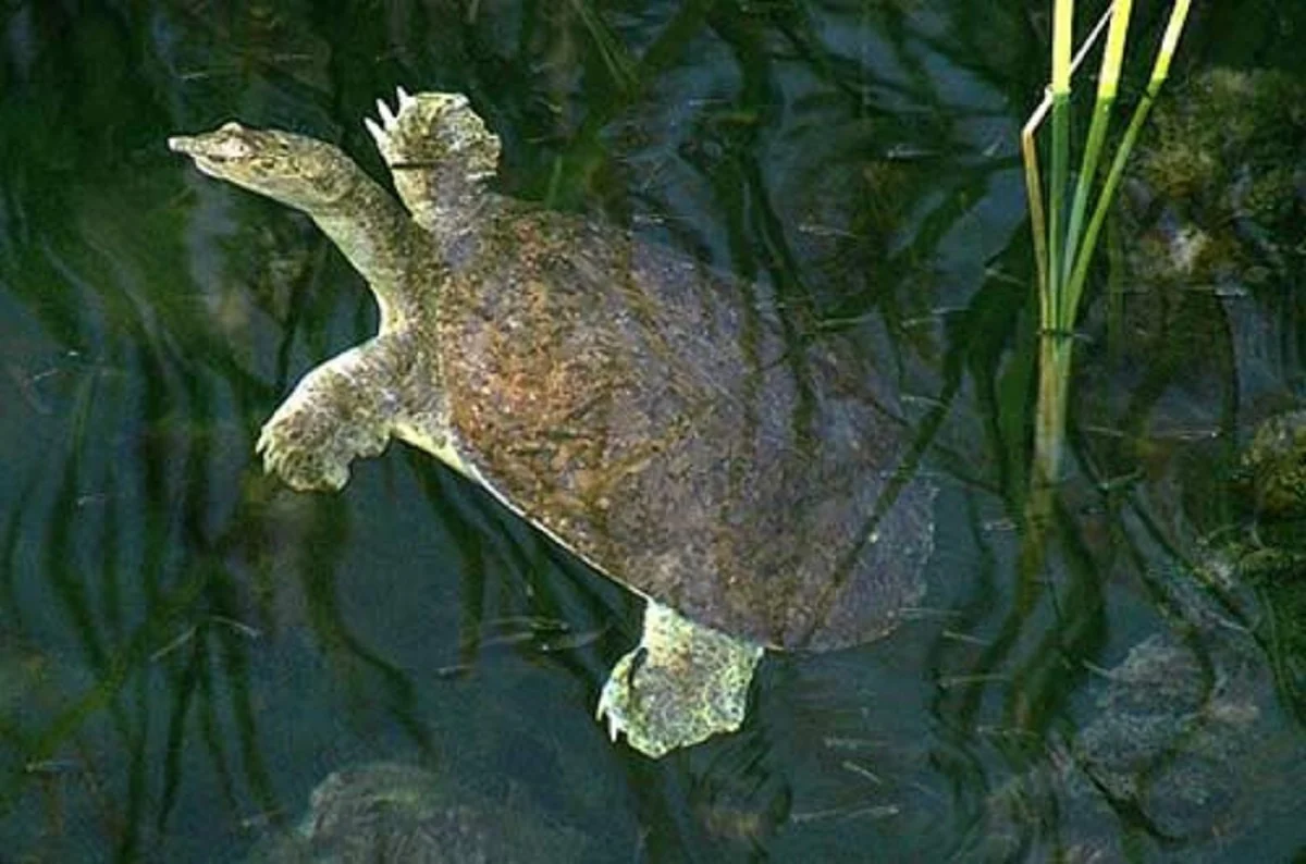 4 Fakta Tentang Bulus, Kura – Kura Bercangkang Lunak yang Hidup di ...