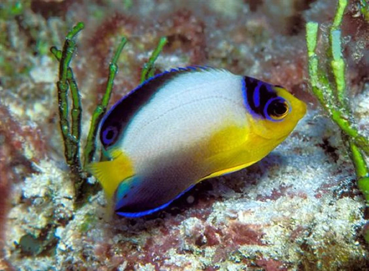 Kamu Suka Ikan Hias Laut, 5 Jenis Ikan Dwarf Angelfish yang Bisa ...