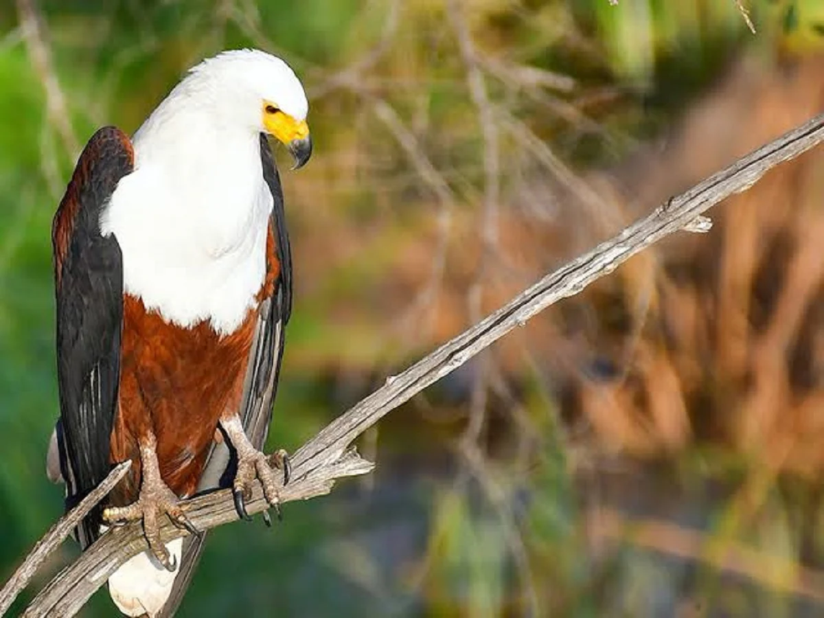 5 Fakta Tentang Elang Ikan Afrika, Burung Pemangsa dari Afrika dan ...