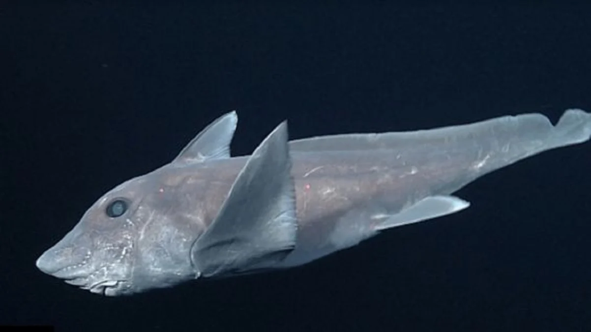 Belum Banyak Diketahui, 5 Fakta Menarik Ikan Hiu Hantu, Hiu Laut Dalam ...