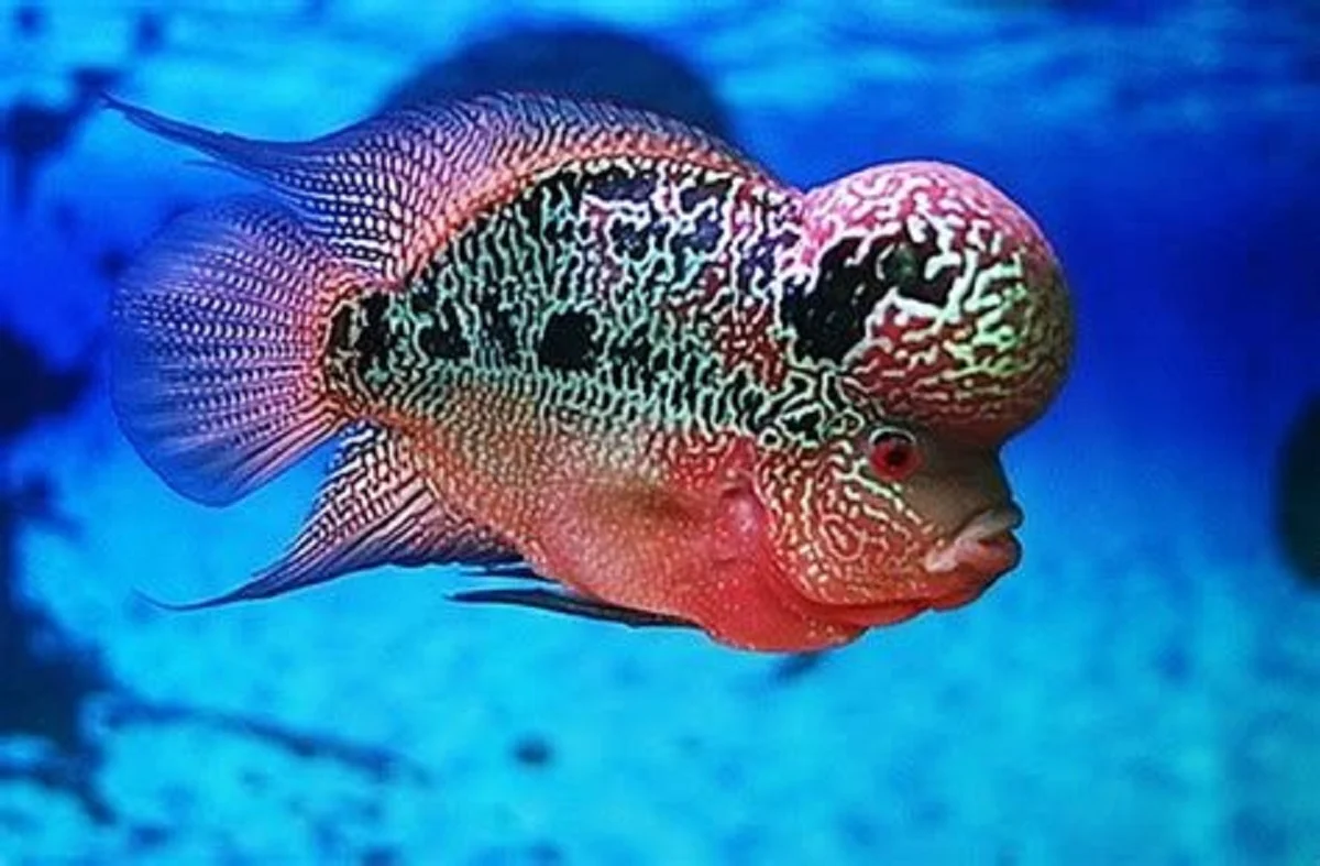5 Jenis Ikan Louhan yang Sangat Populer dan Memiliki Warna yang Sangat ...