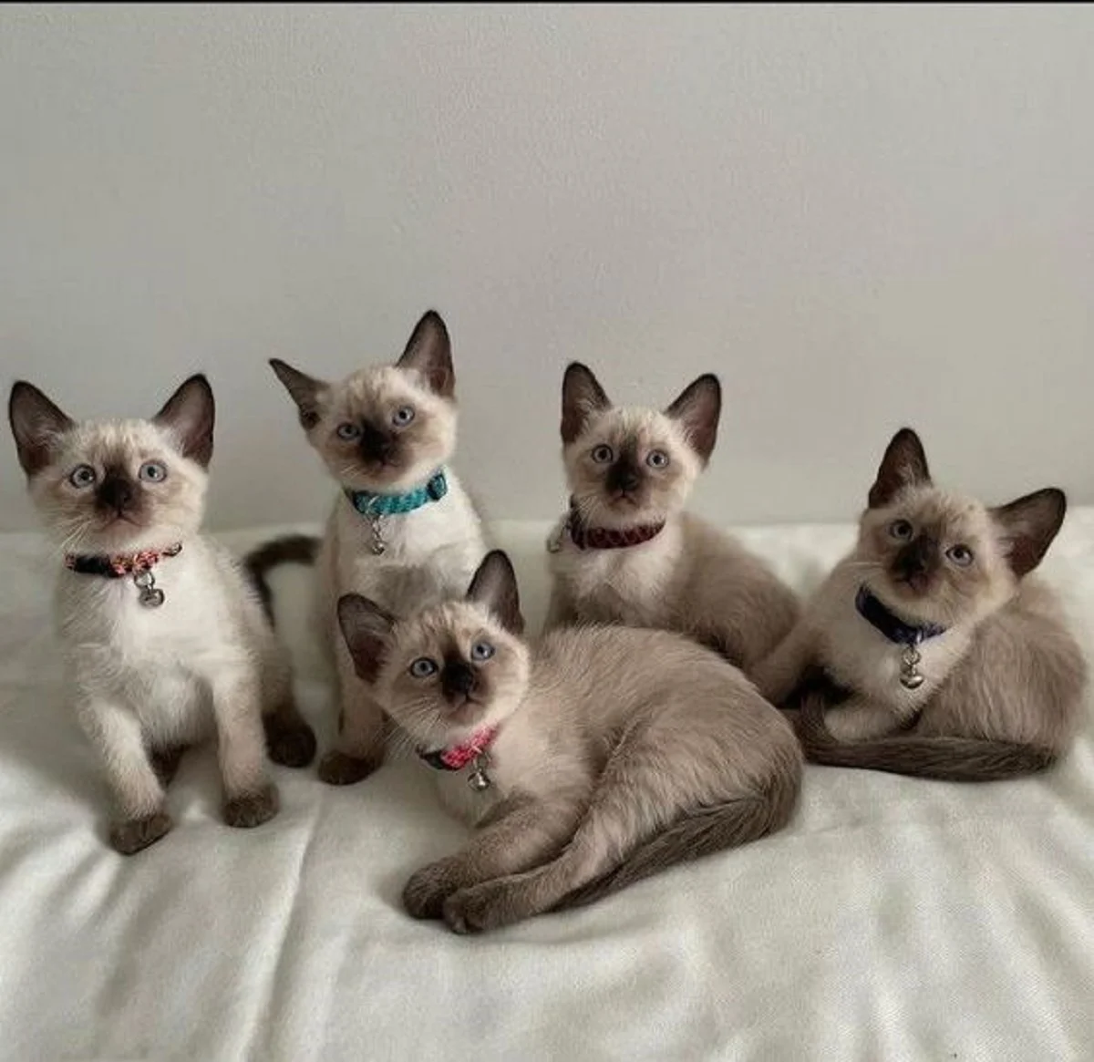 6 Fakta Unik Kucing Siam, Si Manis yang Warna Bulunya Bisa Berubah ...