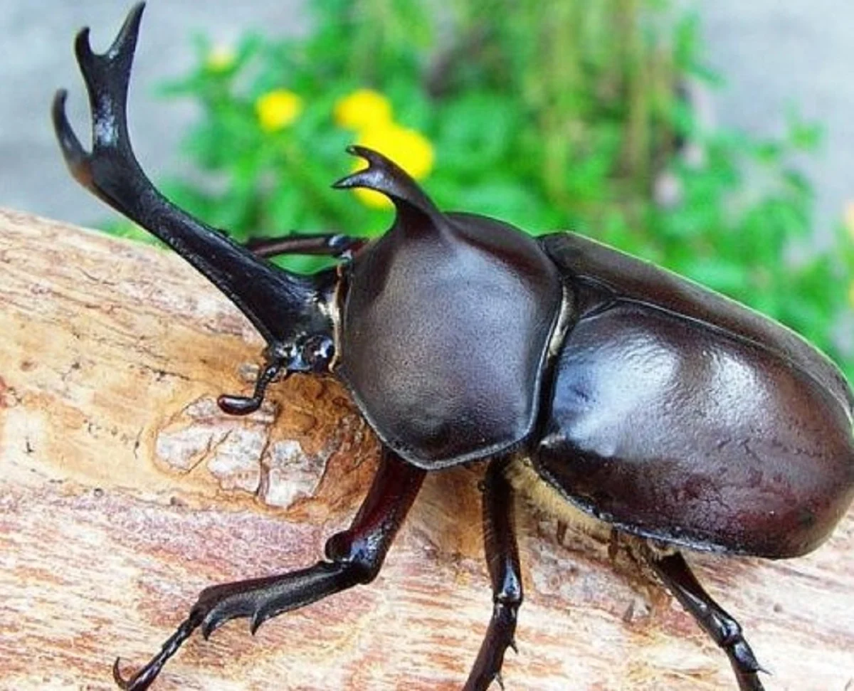 5 Fakta Menarik Kumbang Badak, Kumbang yang Memiliki Tanduk – Rakcer.ID